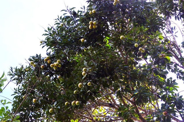 North Borneo - Sabah - East Malaysia - Month of August - Lot of ...