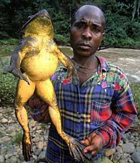 Katak Goliath, katak terbesar di Afrika barat | Lieby News