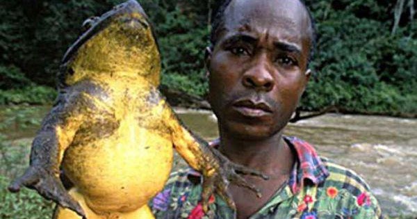 Katak Goliath, katak terbesar di Afrika barat | Lieby News