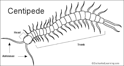 Evolution of venoms: Invertebrates:bees, wasps, centipedes and moths