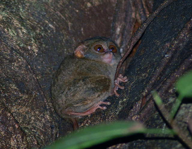 The Most Iconic Rainforest Animal of Indonesia - BorneoScape