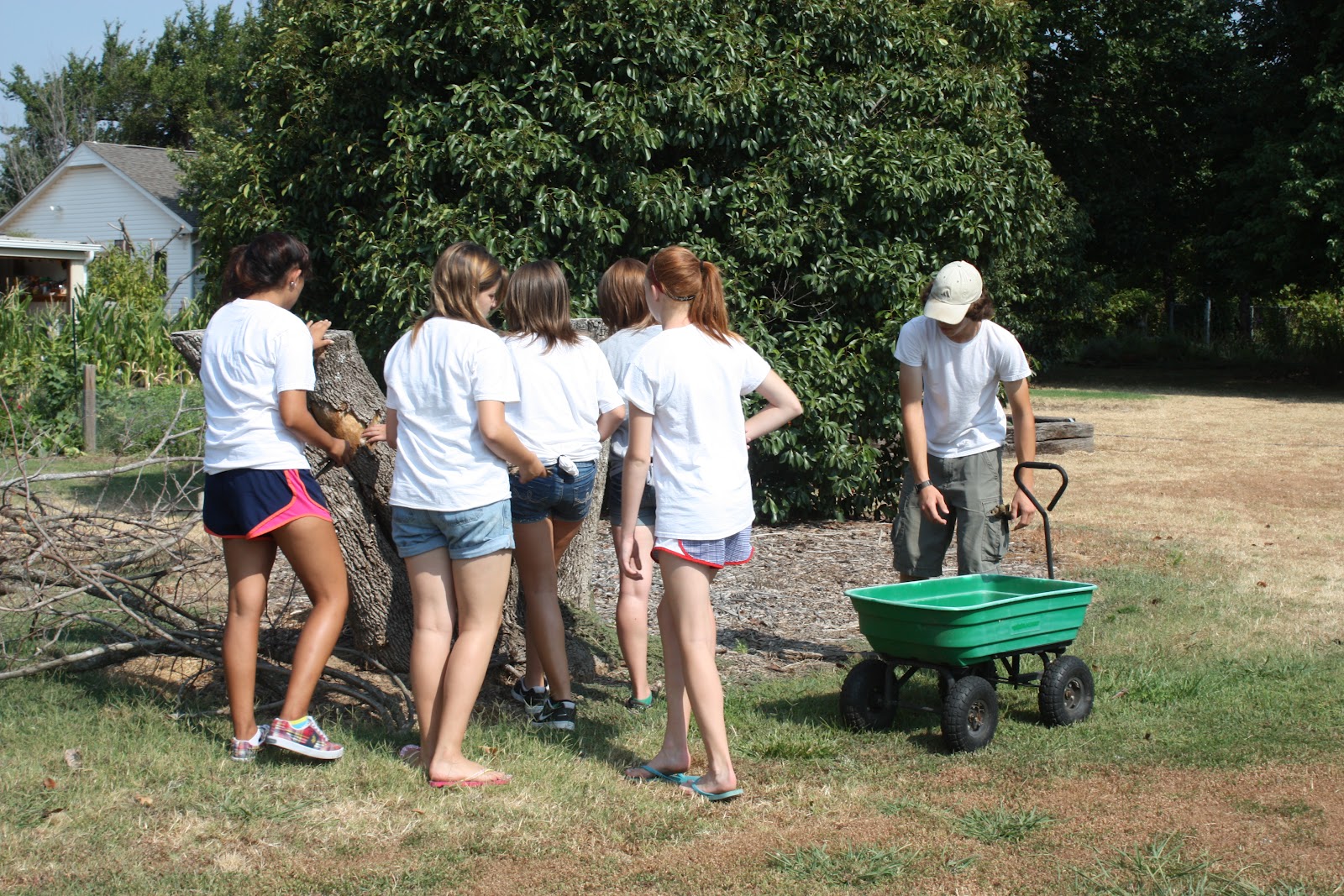 Insect Habitat - build one for your garden