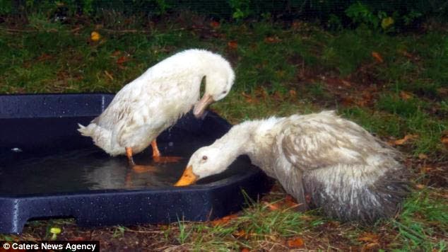 Four legged friends (and enemies): Pet ducks killed by juveniles as ...