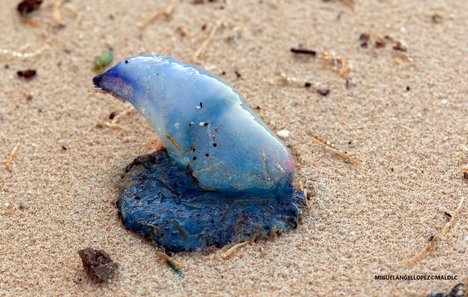 Perimetros--Flora y Fauna de Rota(Cadiz): Carabela portuguesa (Physalia ...