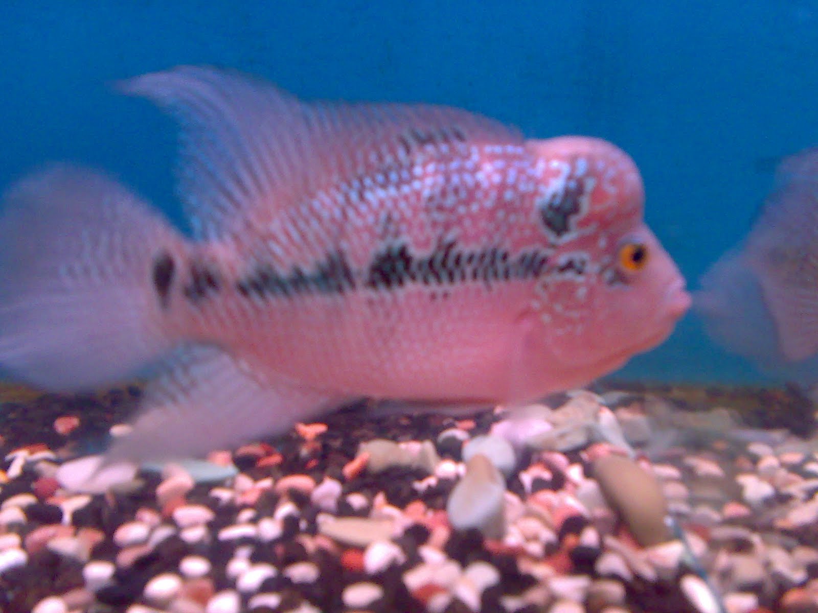 Flowerhorn The Hybrid Cichlids: Pembudidayaan Ikan Louhan