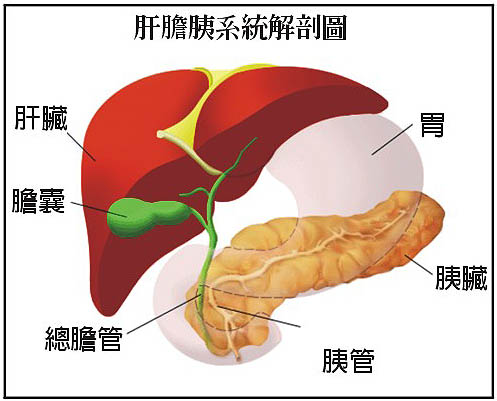 免費站 Free Real Stuff: 胰臟(pancreas)癌 (1)
