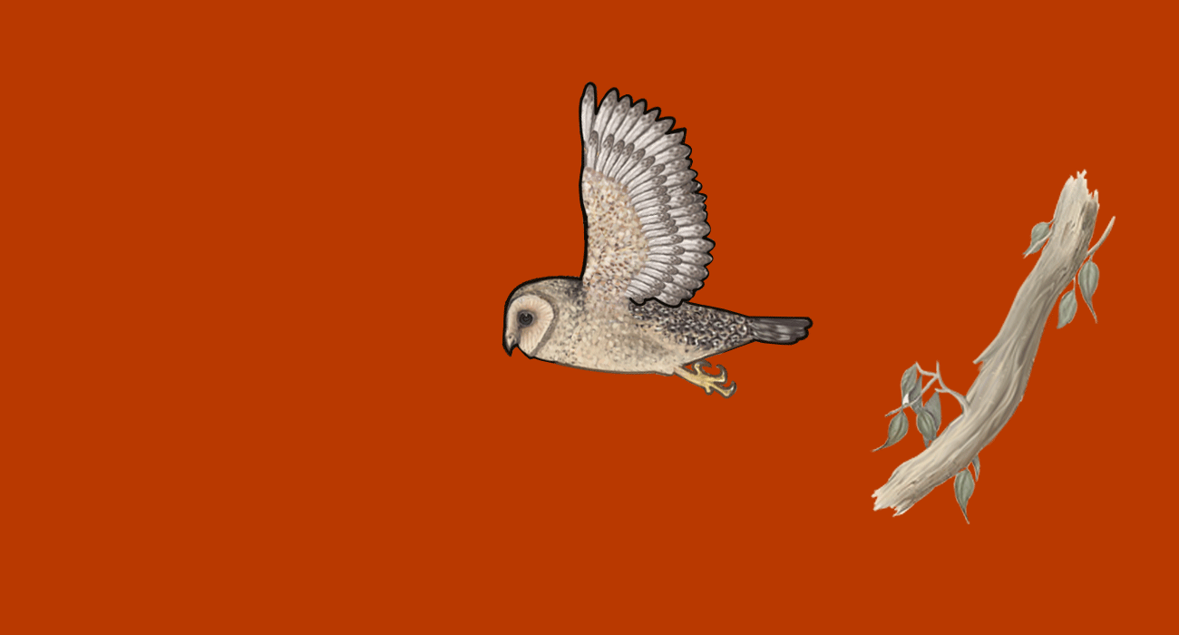 Graphic Artist - Mihail Angelo Stet: Owl Animation