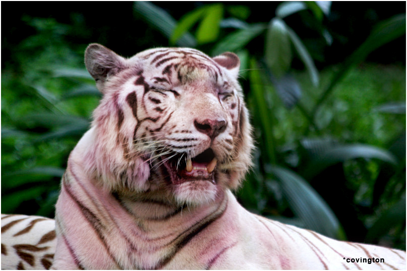 Jaipur's Blog - My Life as a Pink Tiger