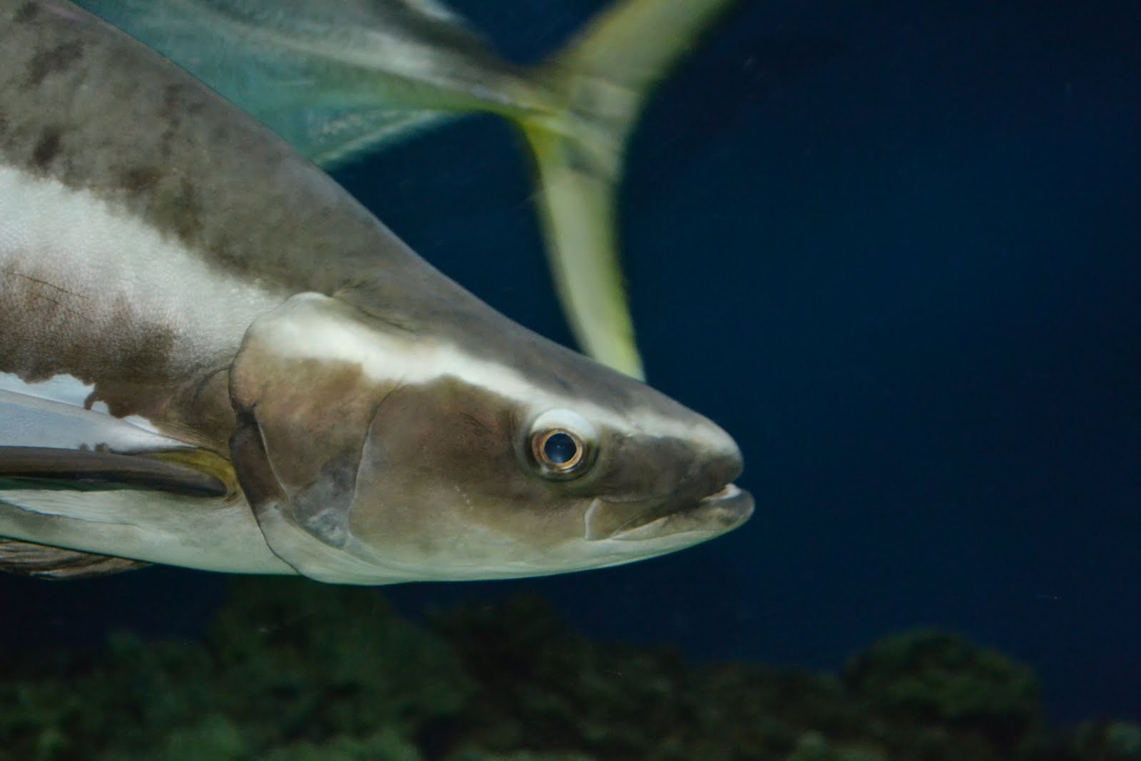 Virginia Living Museum | cobia | Virginia Living Museum