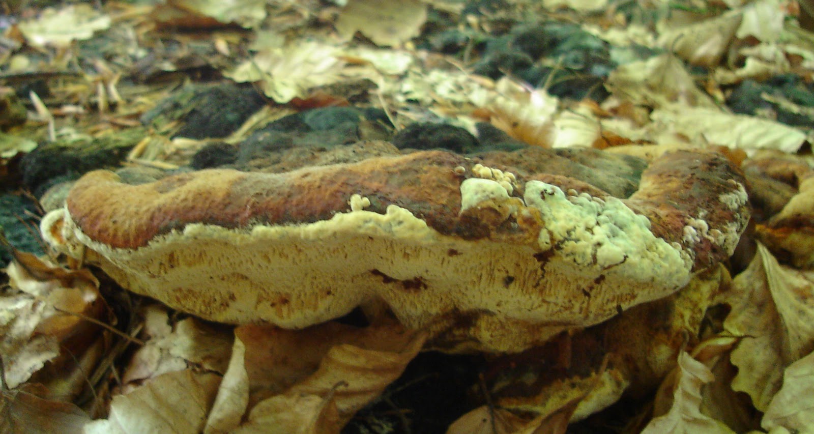 MICOLOGIA E DINTORNI: CARIE DEL LEGNO, CIOE' FUNGHI DEL LEGNO