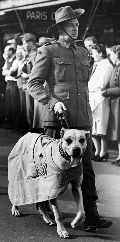 World War II in Pictures: Dogs of World War II