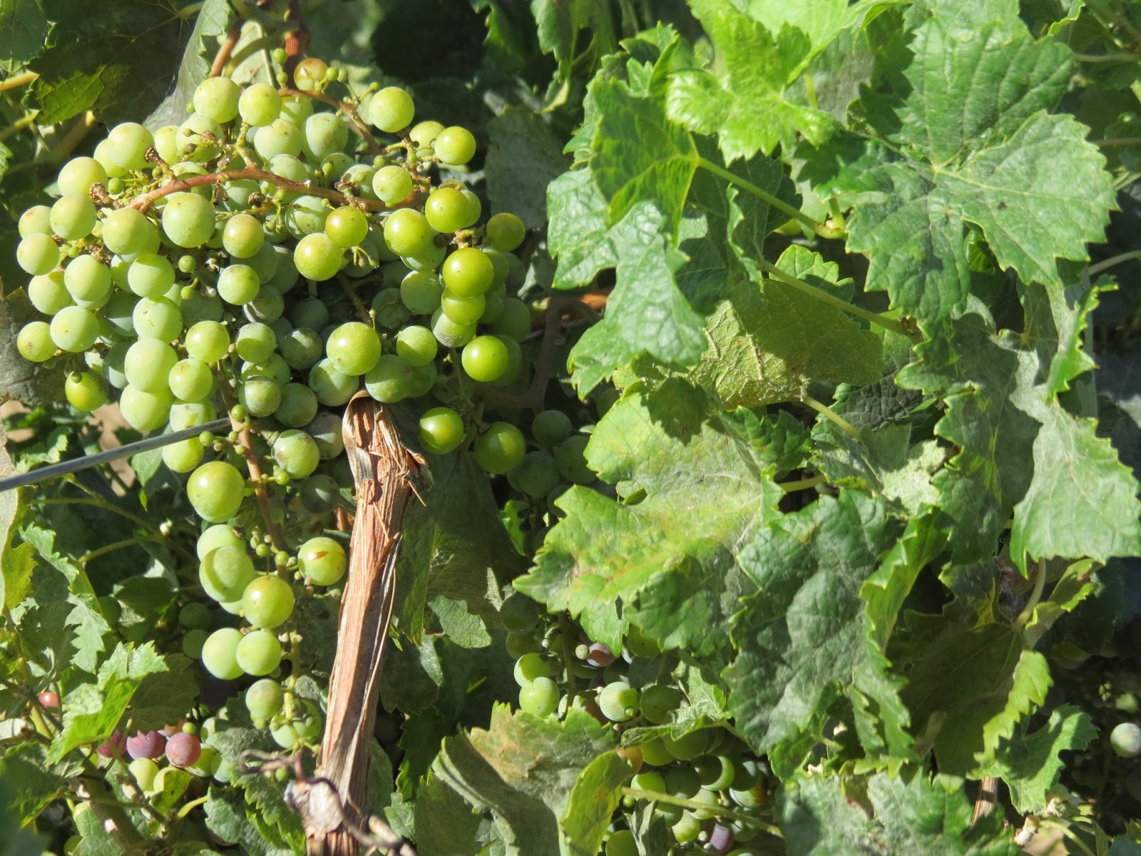 Pretending to Farm: Tackling neglected vines with only You tube to ...