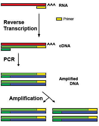 Lab Biomol: Reverse Transcription PCR (RT-PCR)