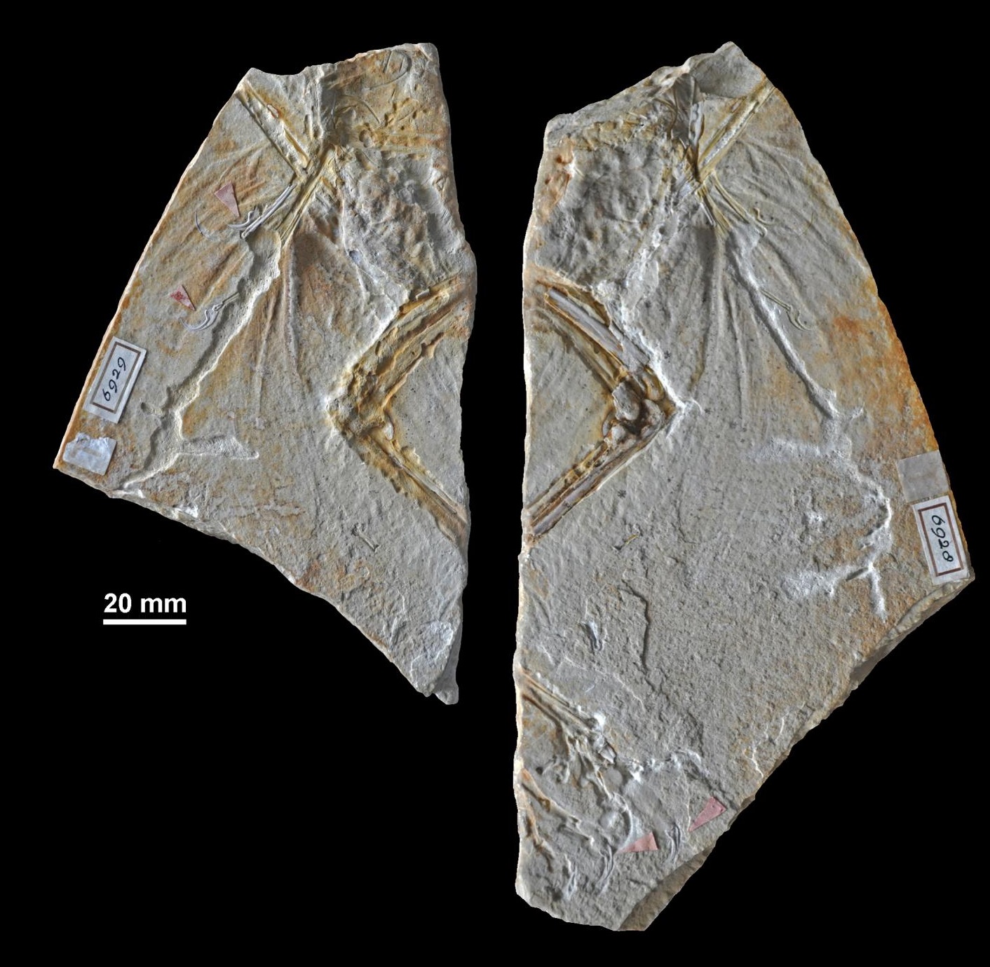 Species New to Science: [Paleontology • 2017] Ostromia crassipes [gen ...