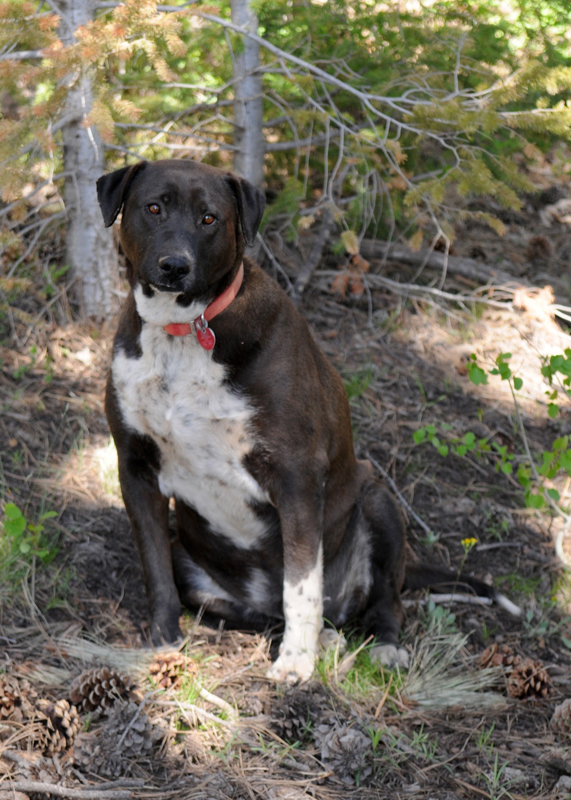 Mass CommuniMania: Jake Livingston Interview - Lukachukai Mountain