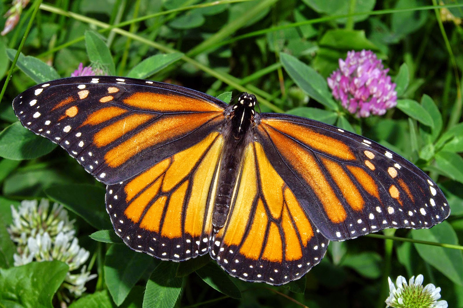 Trailing Normal: The Monarch Butterfly
