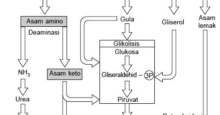 BIOLOGI: METABOLISME KARBOHIDRAT, PROTEIN DAN LEMAK
