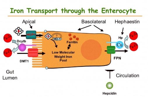 HAEMOTOLOGY: REGULATION OF IRON METABOLISM