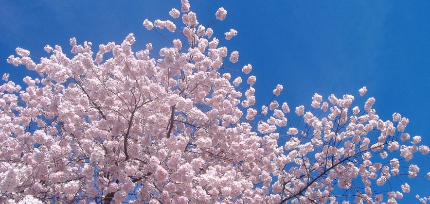 Endangered New Jersey: Essex County Cherry Blossom Festival 2016