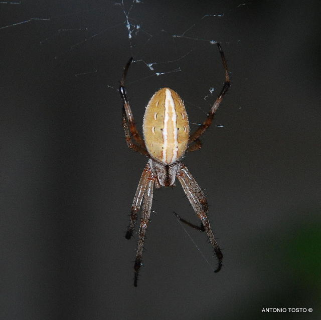 Dominican Spiders: Araneidae