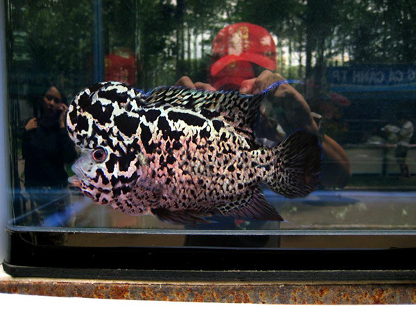 NaturAquarium : Дух акар (Flowerhorn)