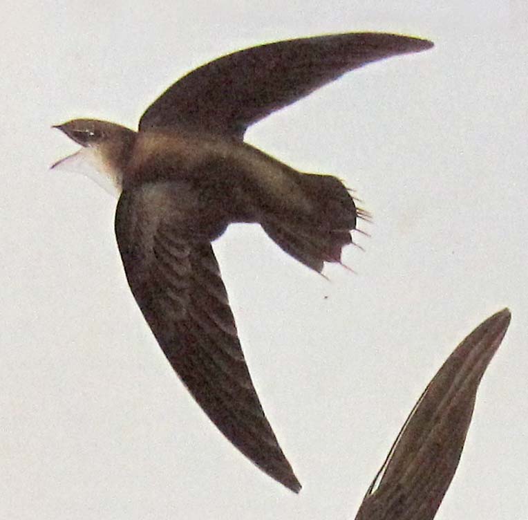 One Jackdaw Birding: Chimney Swifts over the West River