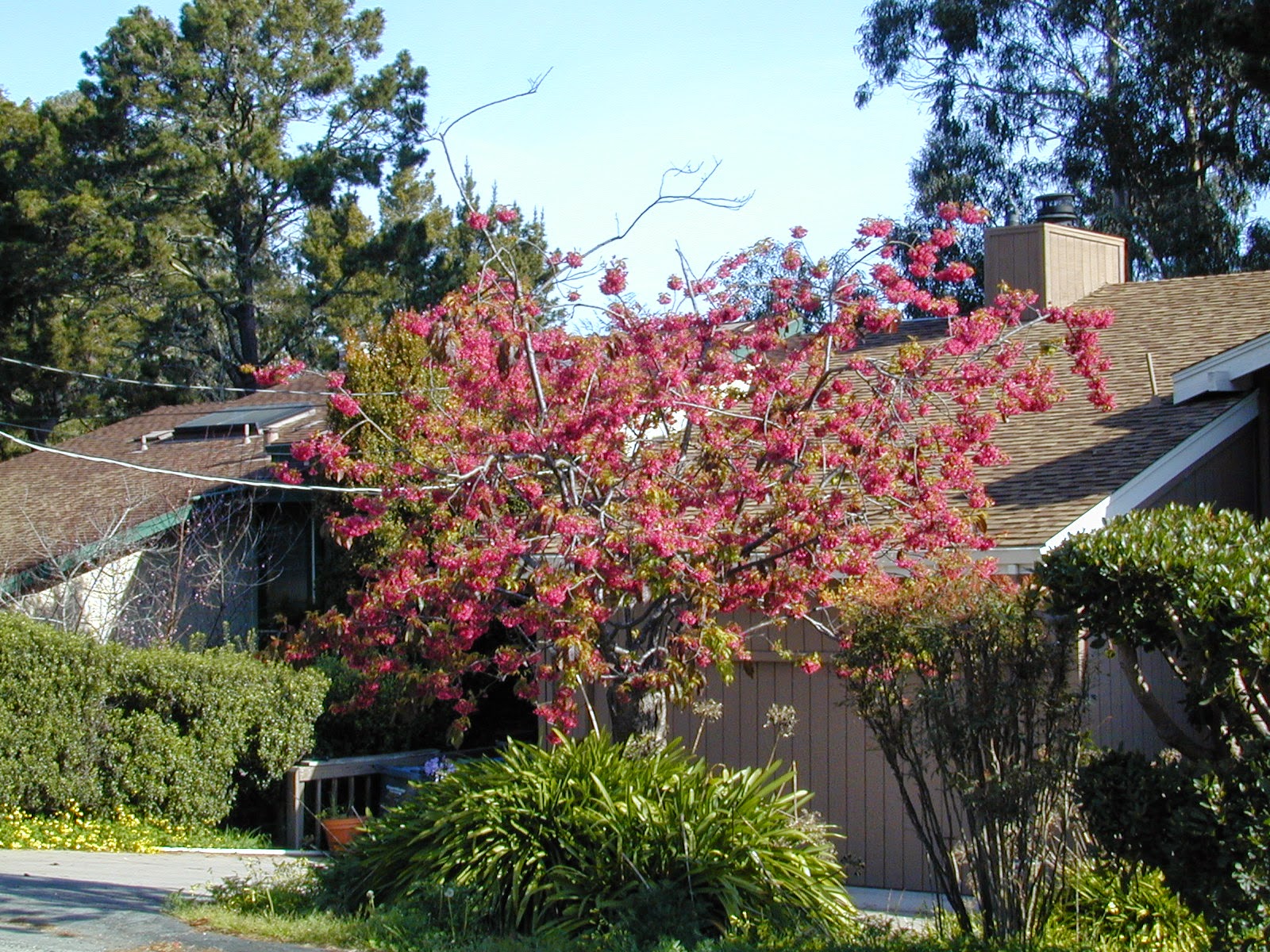 Trees of Santa Cruz County: Prunus campanulata - Taiwan Cherry Tree