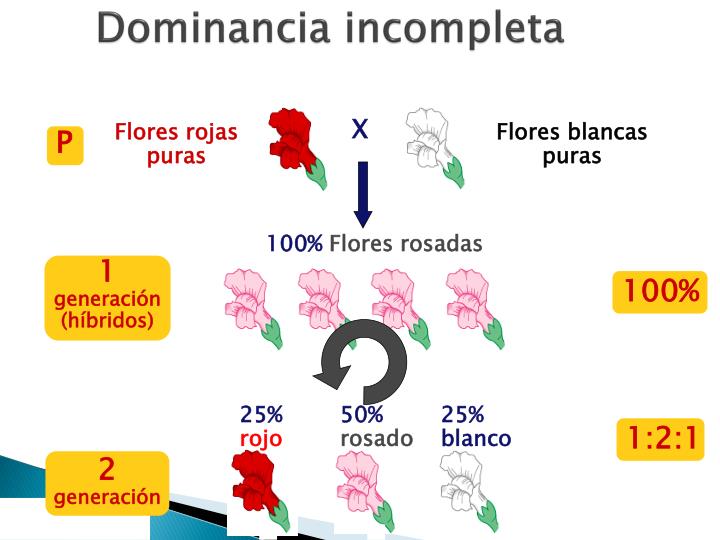 BIOLOGÍA II: CONCEPTOS DE VARIACIÓN GENÉTICA, DOMINANCIA INCOMPLETA ...