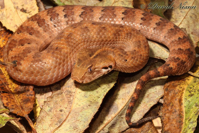 Ular Asli Indonesia: Ular Belang Maut (Acanthophis laevis)