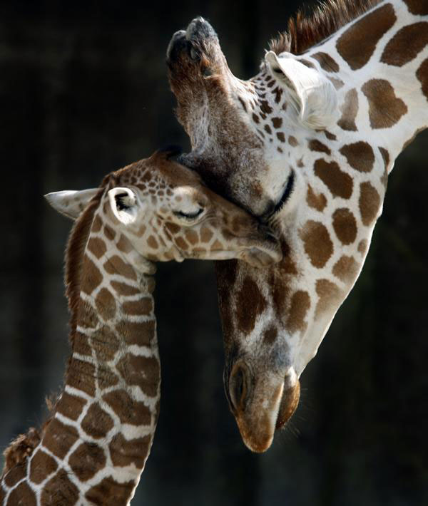 Photography Moments: Animal - Mother and Baby 2