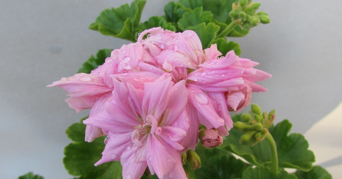 Pelargonium: Mrs Salter Bevis