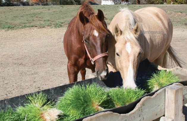 Rumput Kuda Untuk Makanan Haiwan - legsploaty