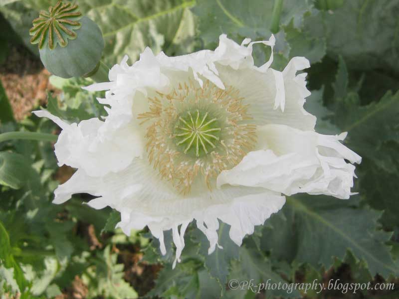 Opium Poppy Plant, Flowers and Seed Pods | Nature, Cultural, and Travel ...