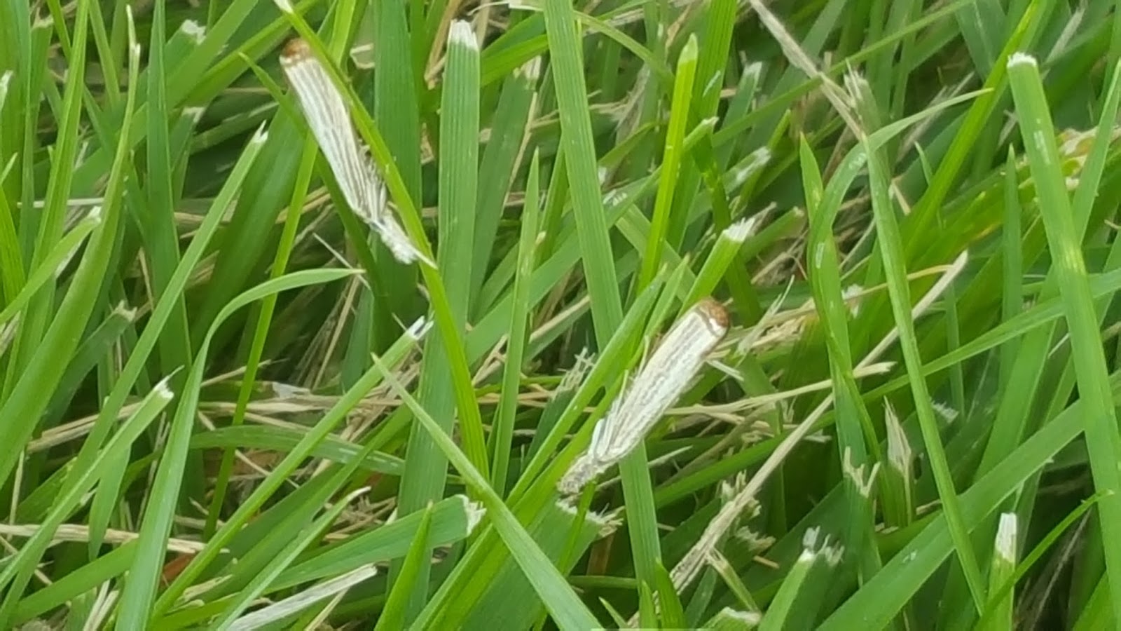 Clouds Of Lawn Moths