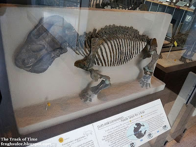 American Museum of Natural History - Primitive Mammals | The Track of Time