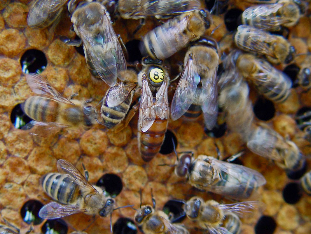 Corona Apicultores: LA IMPORTANCIA DEL ZÁNGANO EN LA COLMENA