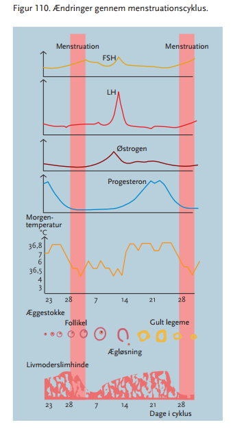 Annas biologiblog: Menstruationscyklus