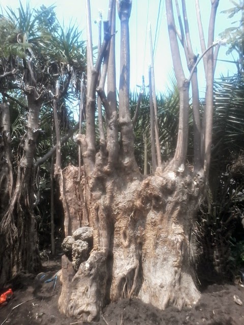 Jual bonsai pohon pule ~ Arya Flower Landscape