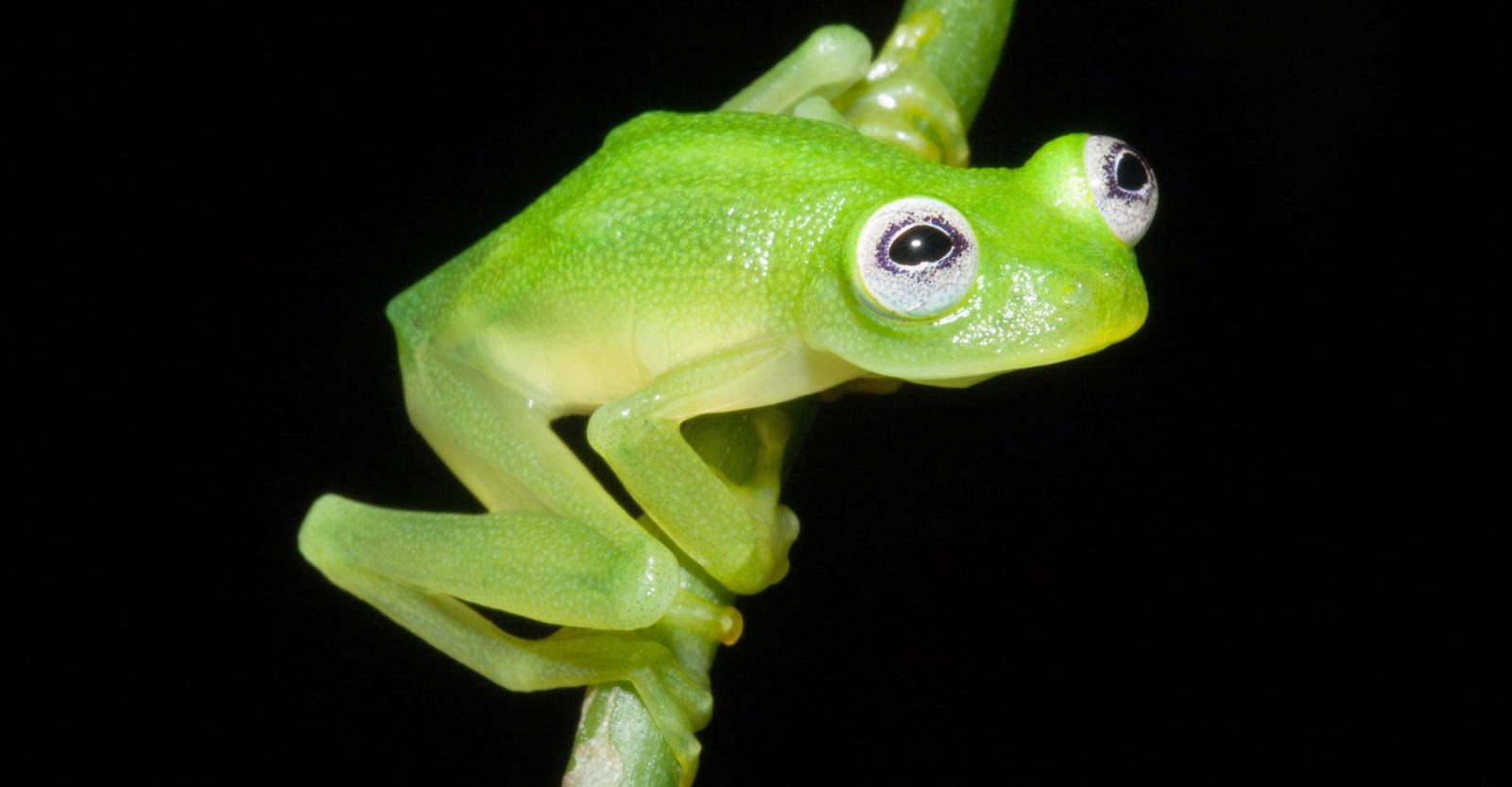 Share it! Science : Real-Life Kermit Inspires Animal Classification Lessons