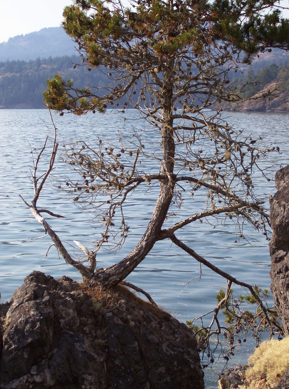 Vancouver Island Big Trees: Pioneers of The Coastal Forest: Shore Pine