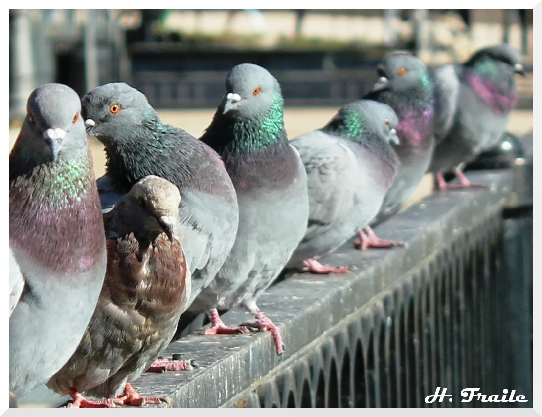 H. Fraile: enero 2014