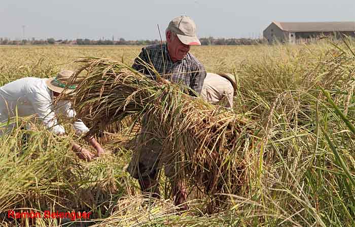 BICHOS Y MAS VLC: P.N. DEVESA ALBUFERA: LA SIEGA DEL ARROZ: AYER Y HOY (I)