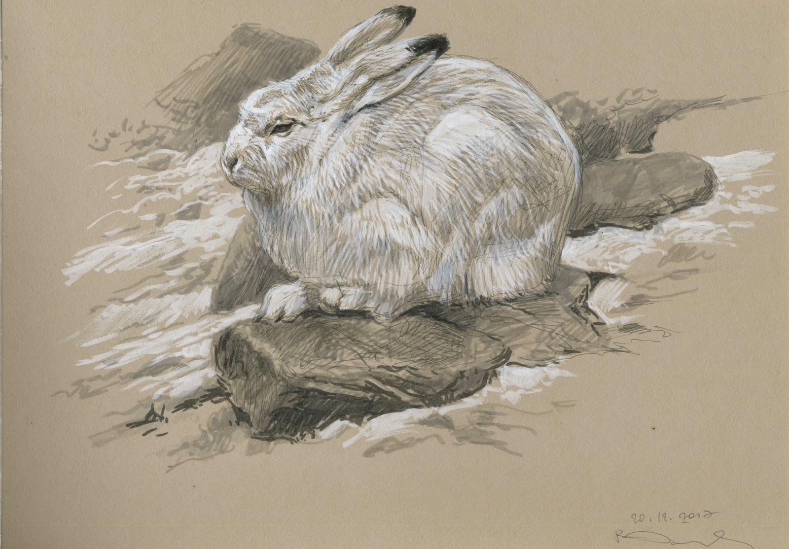 Rhino & Mountain hare zoo studies