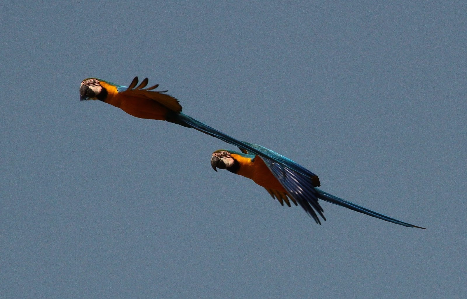 Nuestro bello mundo...: Guacamayos en vuelo, Fotos tomadas en el Parque ...