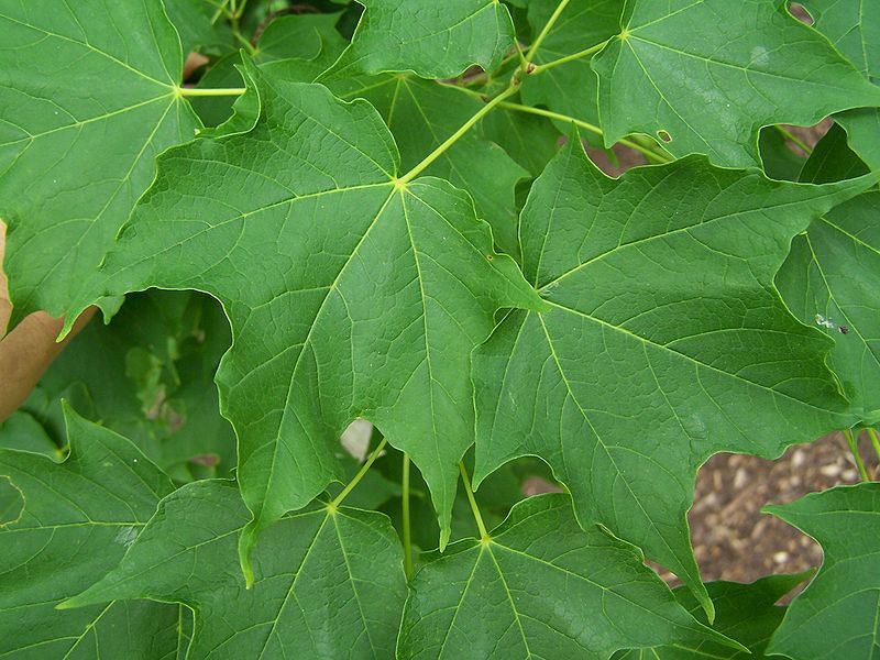 Science Decoded: Science For Six-Year-Olds: Sugar Maple Trees