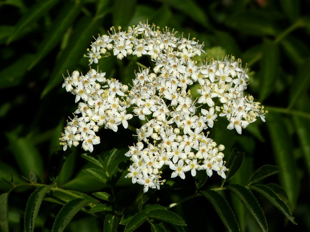 Árboles: Sauco - Saúco