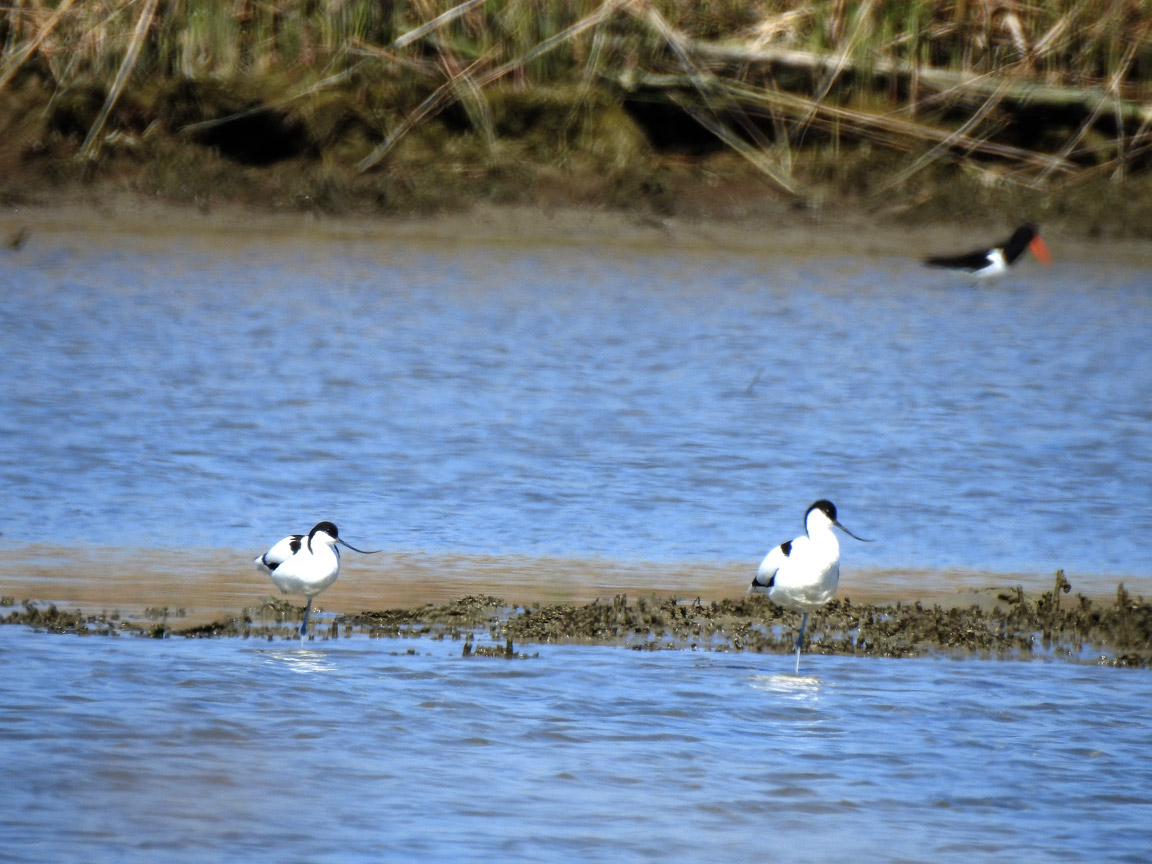 Kayak in mare, kayak al lago...: 2017