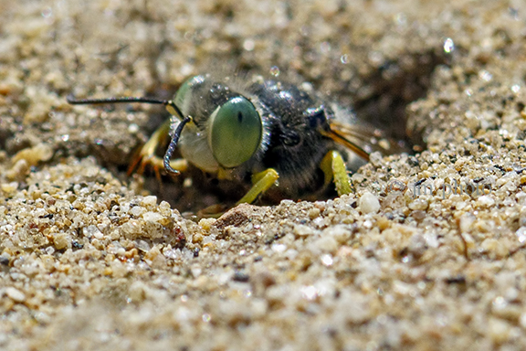 Jana Malinek Photography: WESTERN SAND WASP, Bembix americana