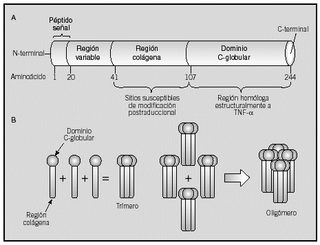Adiponectina: Adiponectina