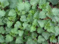 Seed to Feed Me: COMMON BRITISH WEEDS